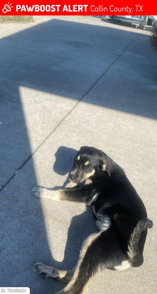 Collin County, TX Lost Female Dog, Lola Is Missing | PawBoost
