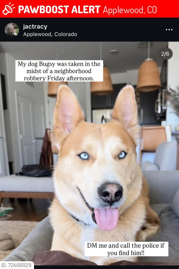 Applewood, CO Lost Male Dog, Bugsy Is Missing | PawBoost