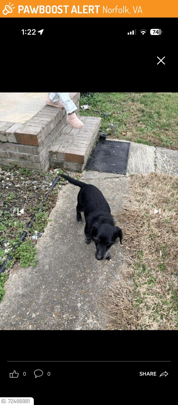 Norfolk, VA Stray Male Dog Found Near Tidewater & East Bayview | PawBoost