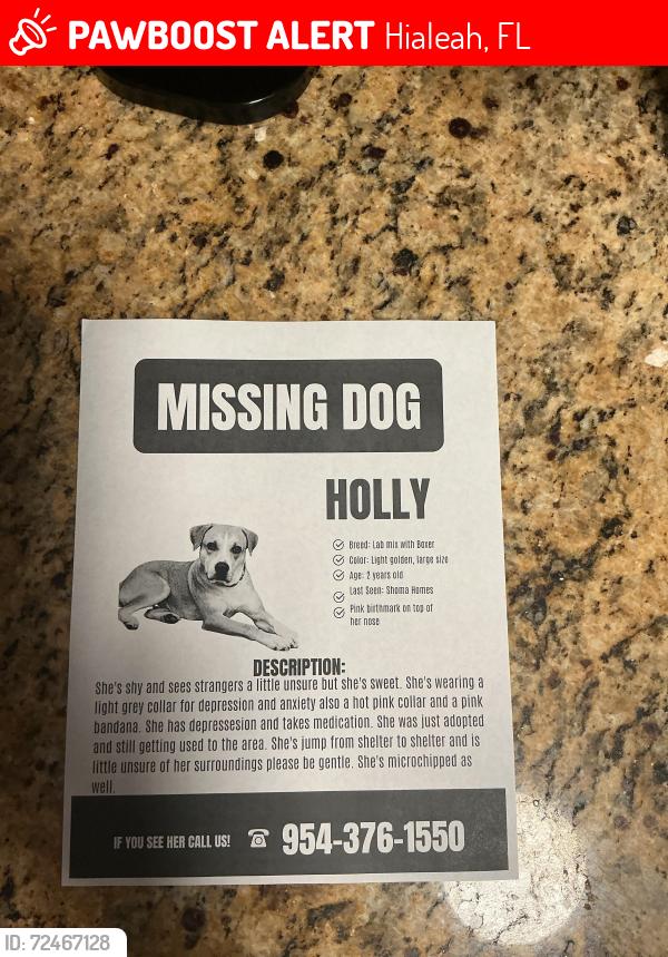 Hialeah, FL Lost Female Dog, Holly Is Missing | PawBoost