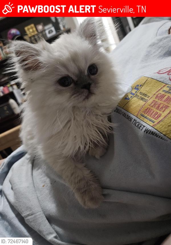 Sevierville, TN Lost Female Cat, Donut Is Missing | PawBoost