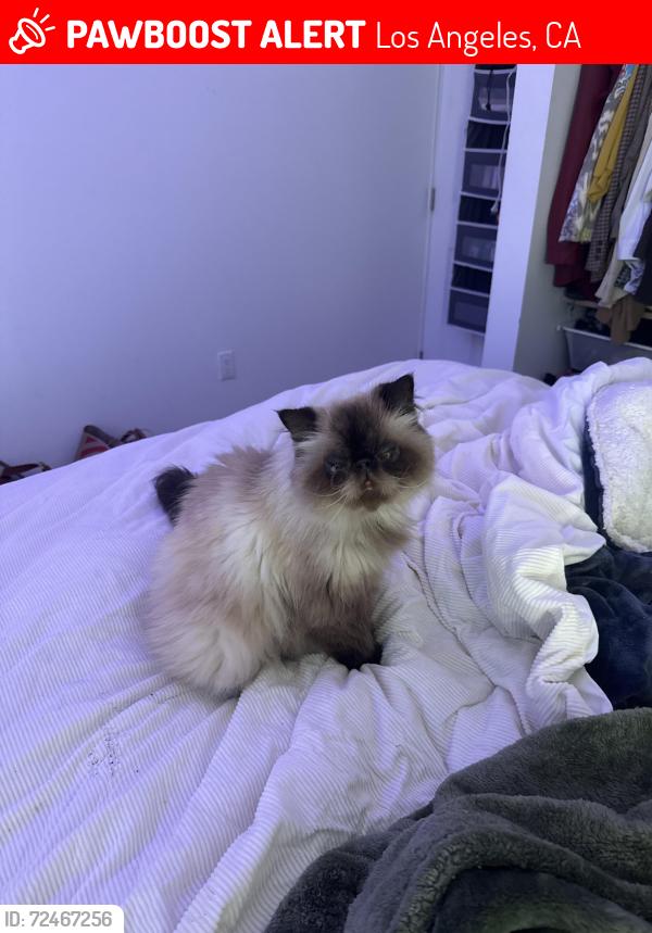 Los Angeles, CA Lost Male Cat, Snickers Is Missing | PawBoost