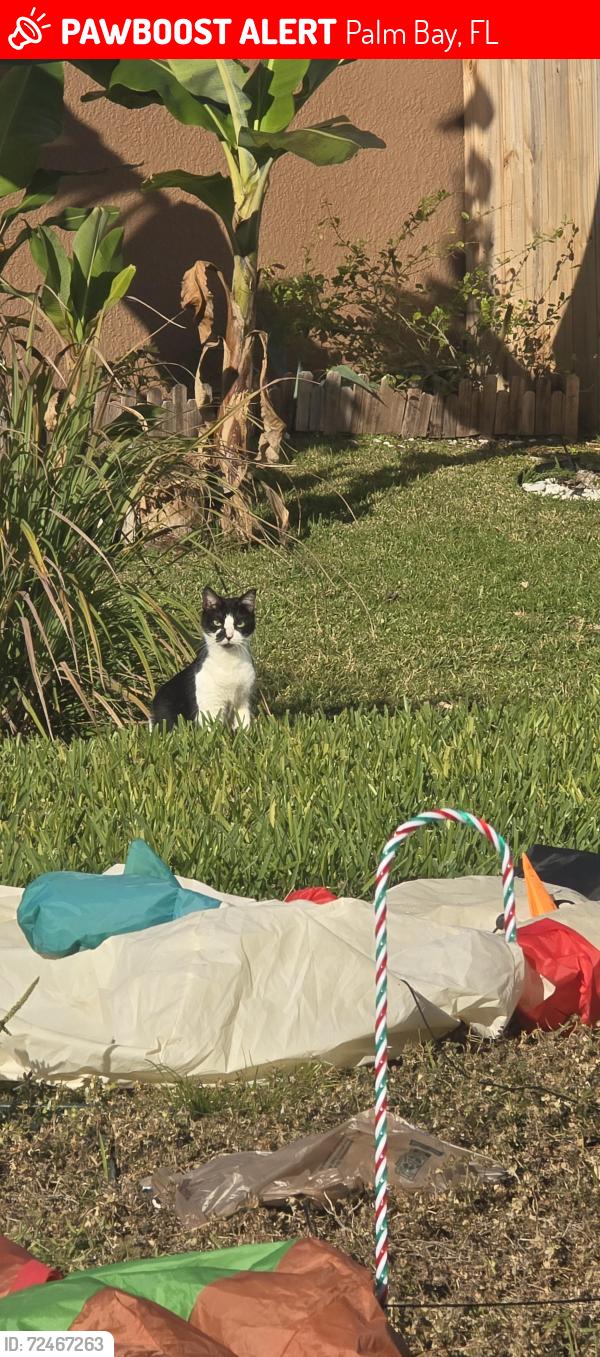 Palm Bay, FL Lost Female Cat, Sassy Is Missing | PawBoost