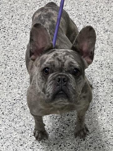 Detroit, MI Lost Female Dog, Wonda Woman Is Missing | PawBoost