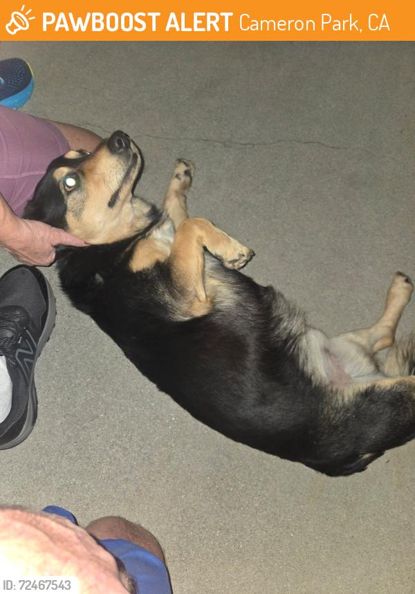 Rehomed Male Dog in West Covina, CA 91791 (ID: 72467543) | PawBoost
