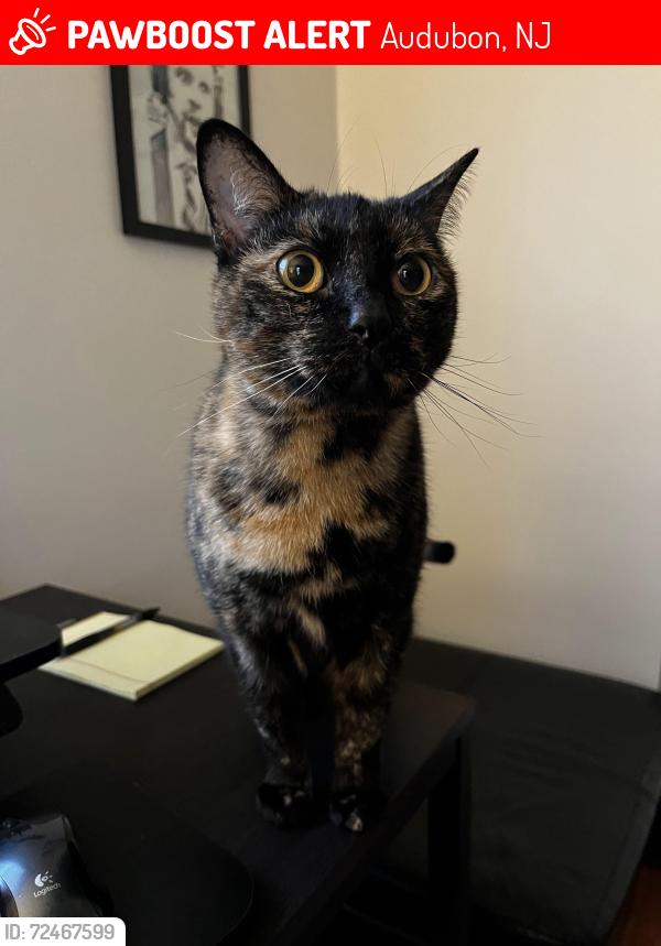 Audubon, NJ Lost Female Cat, Monkey Is Missing | PawBoost