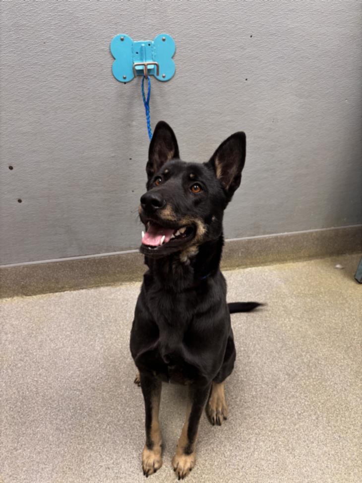 Las Vegas, NV Lost Female Dog, Chanel Is Missing | PawBoost