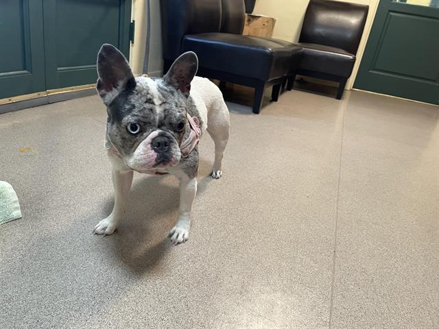 Pasadena, CA Lost Female Dog, A526838 Is Missing | PawBoost