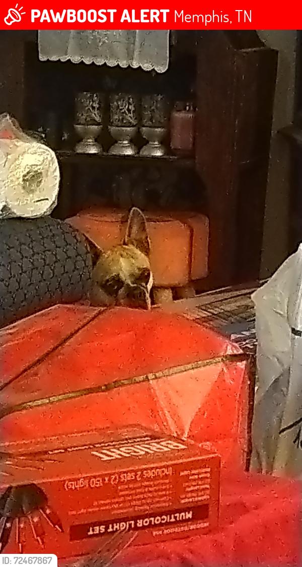 Memphis, TN Lost Female Dog, Jade Is Missing | PawBoost