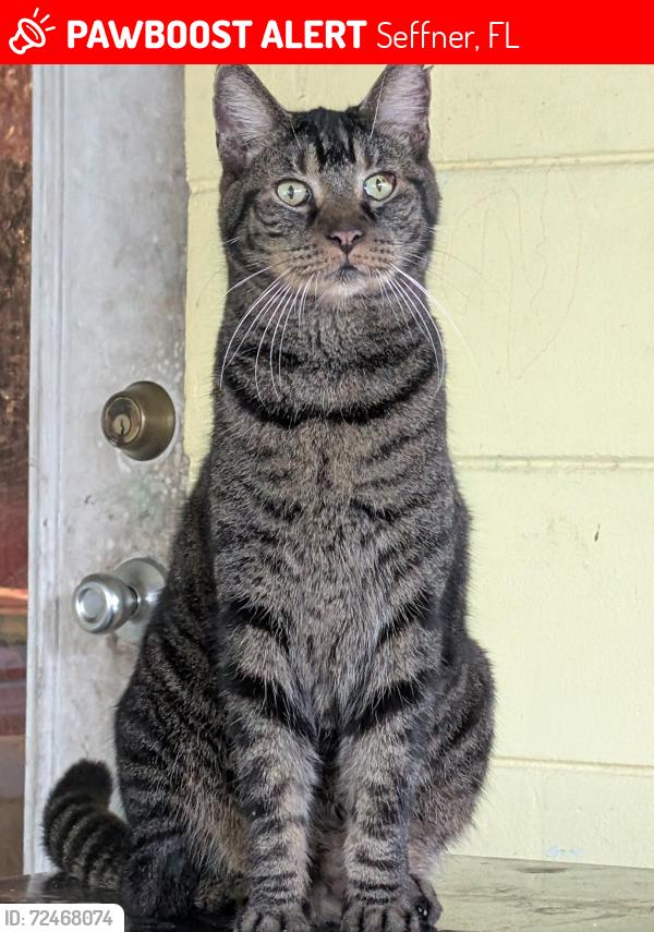 Seffner, FL Lost Male Cat, Linus Is Missing | PawBoost