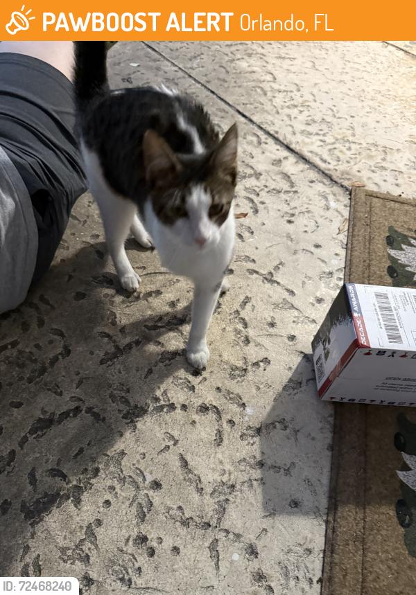 Orlando, FL Stray Cat Found Near Clearway | PawBoost