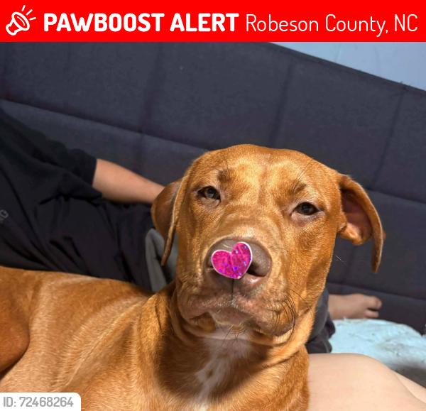 Robeson County, NC Lost Male Dog, Luke Is Missing | PawBoost