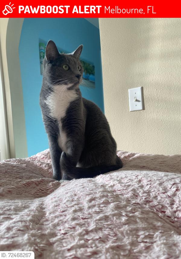 Melbourne, FL Lost Female Cat, Nina Is Missing | PawBoost