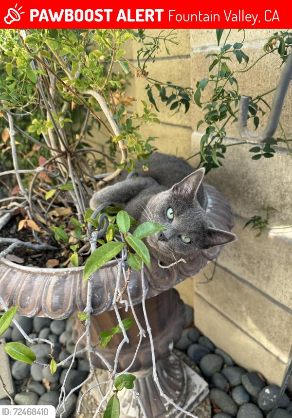 Fountain Valley, CA Lost Male Cat, Cruz Is Missing | PawBoost