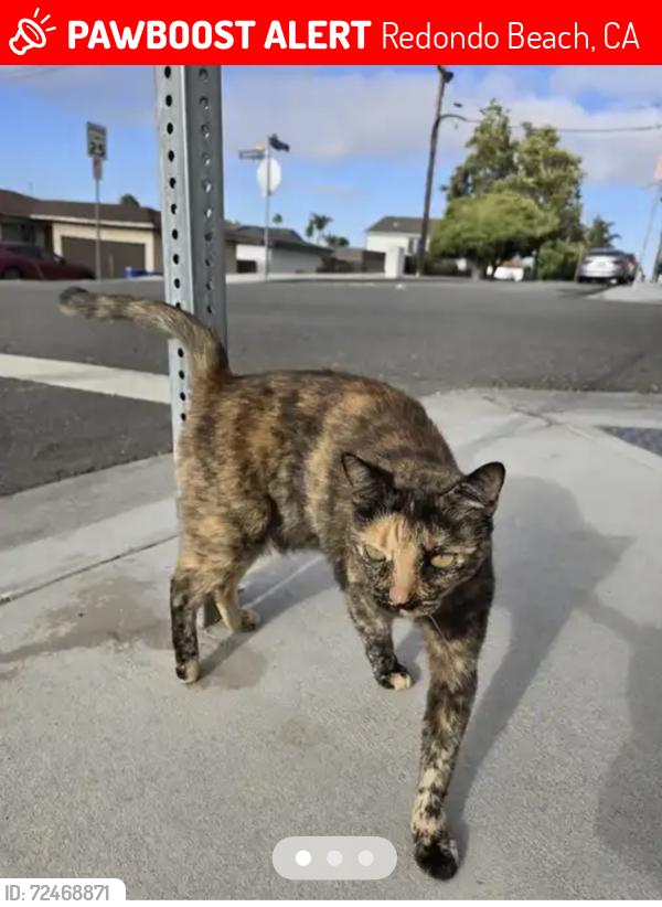 Redondo Beach, CA Lost Female Cat, Tink Is Missing | PawBoost
