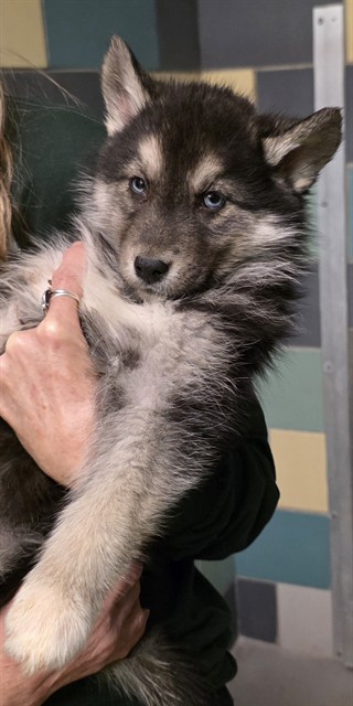 San Jacinto, CA Lost Female Dog, Takis Is Missing | PawBoost