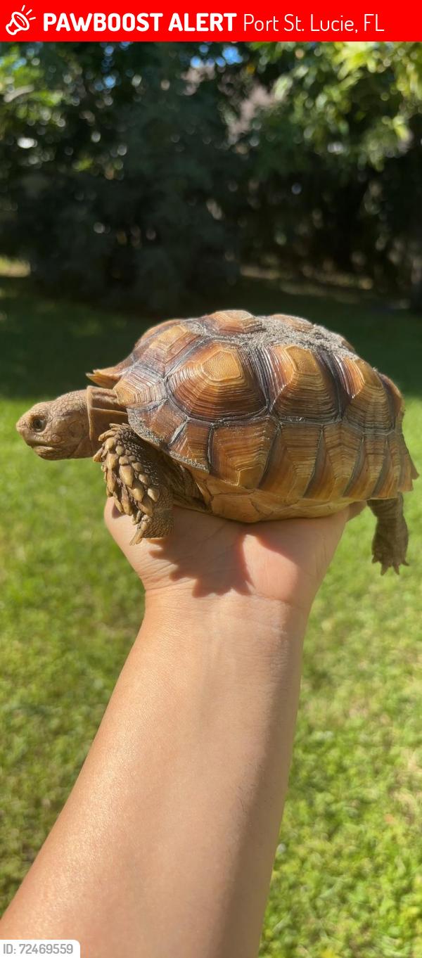 Port St. Lucie, FL Lost Female Reptile, Donna Is Missing | PawBoost