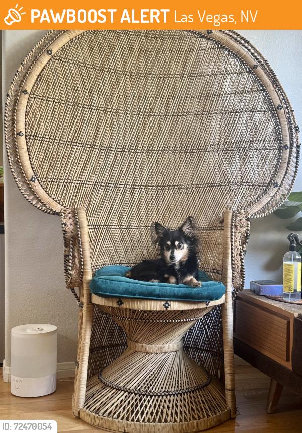 Las Vegas, NV Stray Male Dog Found Near Alexander and Durango | PawBoost