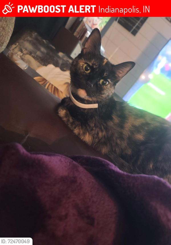 Indianapolis, IN Lost Female Cat, Nina Is Missing | PawBoost