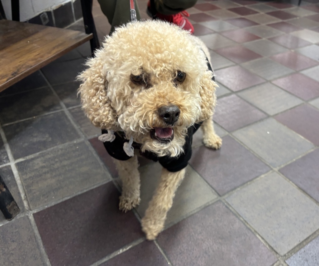 New York, NY Lost Male Dog, Security Is Missing | PawBoost