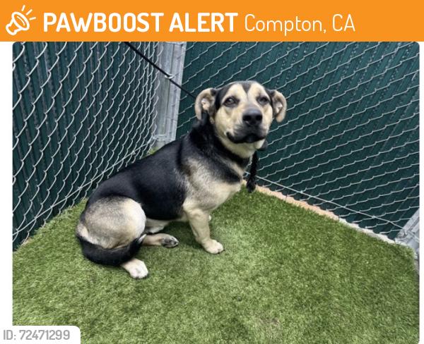 Compton, CA Stray Male Dog Found Near Compton | PawBoost