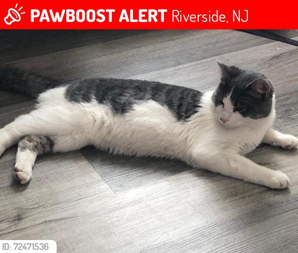 Riverside, NJ Lost Male Cat, Tião Is Missing | PawBoost