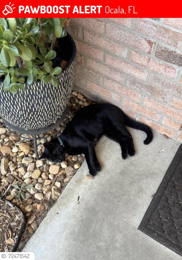 Ocala, FL Lost Male Cat, Pape Is Missing | PawBoost