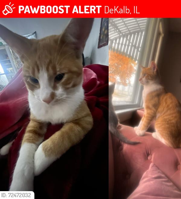 DeKalb, IL Lost Male Cat, Mango Is Missing | PawBoost