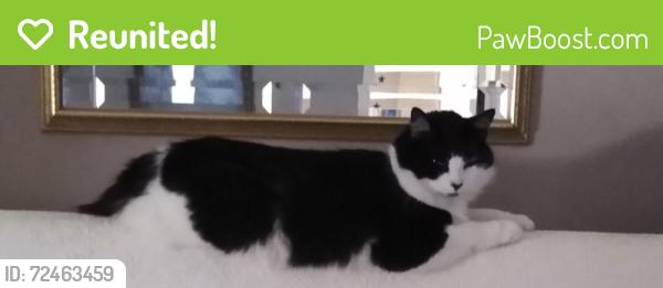 Reunited Male Cat in Conway, SC 29526 (ID: 72463459) | PawBoost