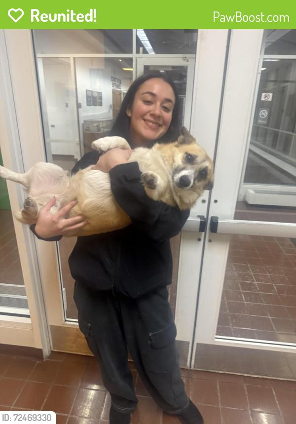 Reunited Female Dog in Lansing, IL 60438 (ID: 72469330) | PawBoost