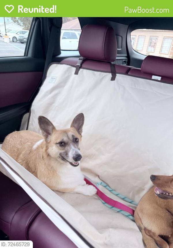 Reunited Female Dog in Lansing, IL 60438 (ID: 72465729) | PawBoost
