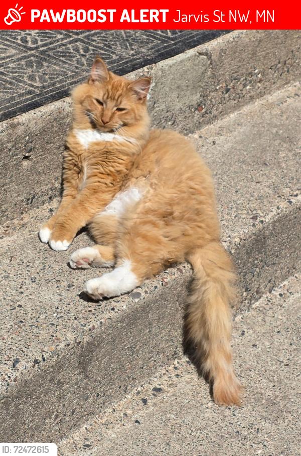 Jarvis St NW, MN Lost Male Cat, Maverick Is Missing | PawBoost