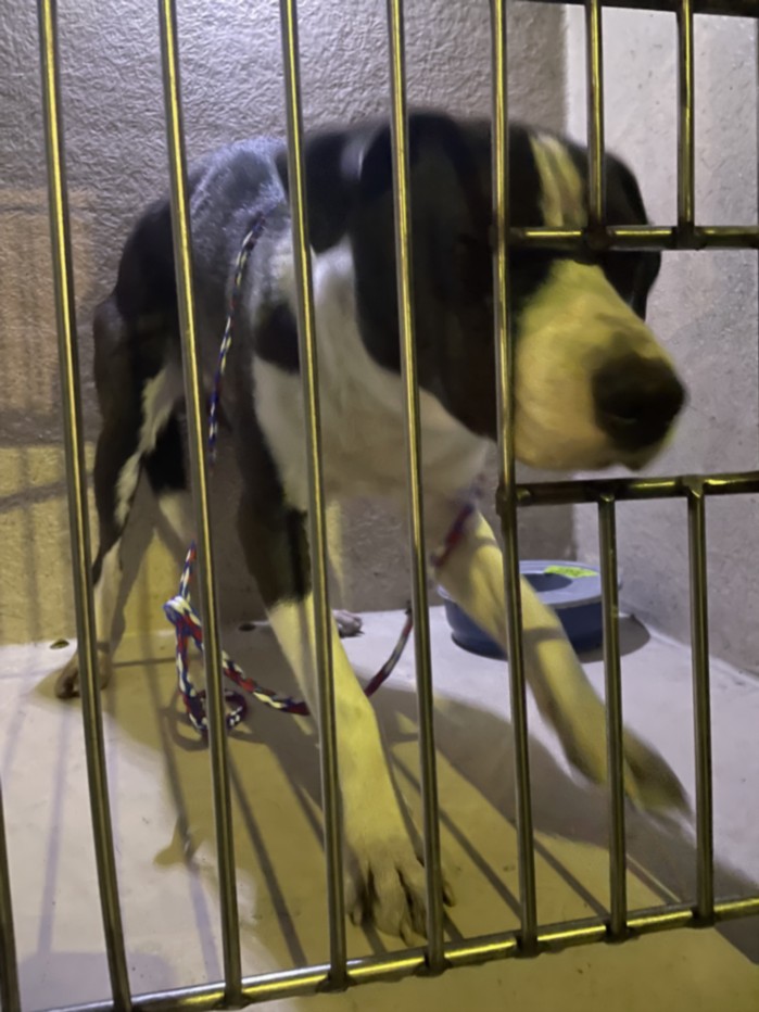 Las Vegas, NV Lost Male Dog, A1405455 Is Missing | PawBoost