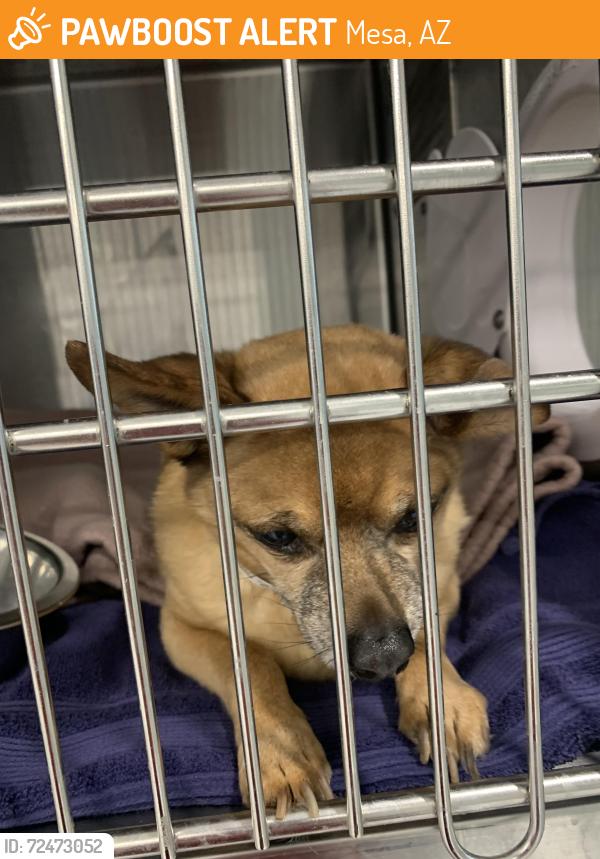 Mesa, AZ Stray Dog Found Near Baseline and Lewis meda | PawBoost