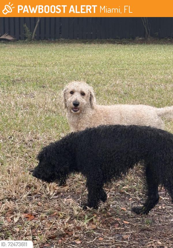 Miami, FL Stray Dog Found Near W meadowlake dr and sw 47 st | PawBoost