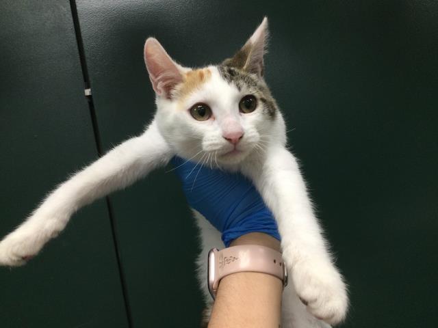 Thousand Palms, CA Lost Female Cat, Polly Is Missing | PawBoost