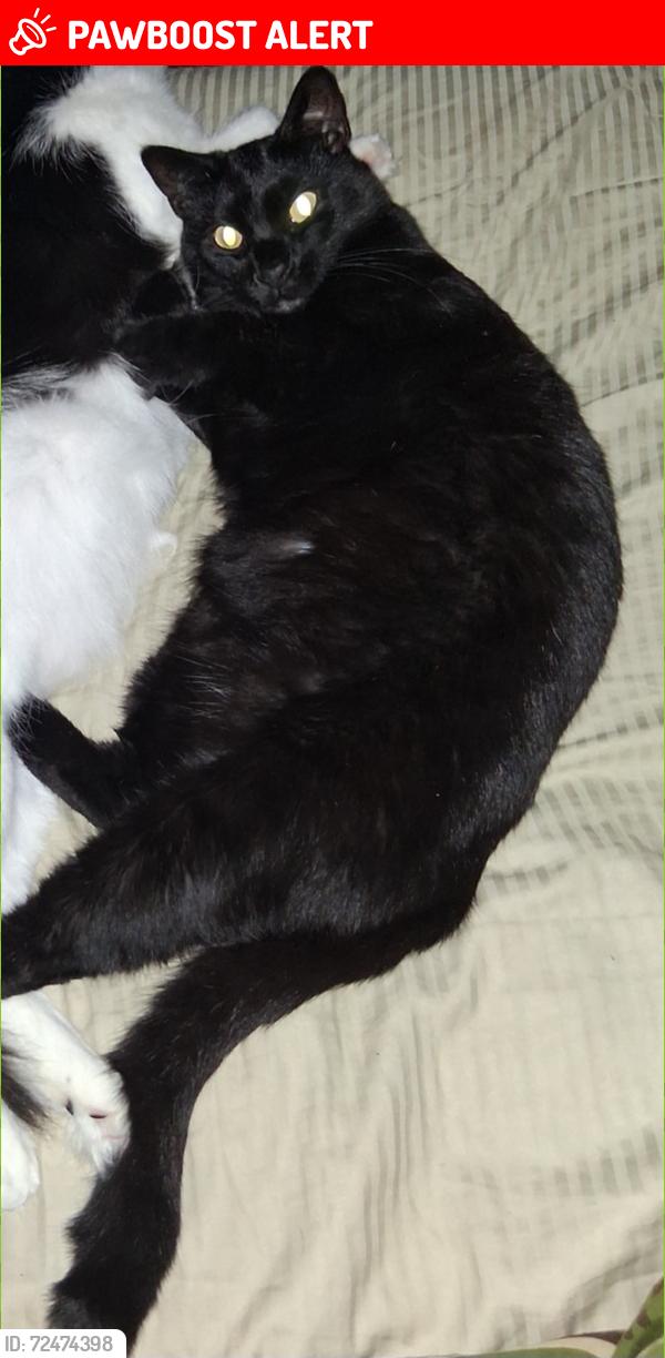 North Charleston, SC Stray Male Cat Found Near Kellum Dr & Trump St ...