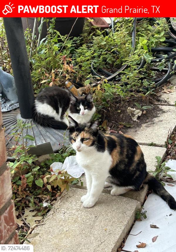 Grand Prairie, TX Lost Female Cat, Flower Is Missing | PawBoost