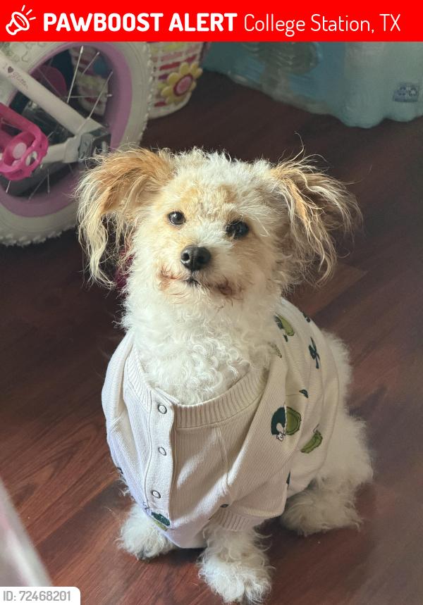 College Station, TX Lost Male Dog, Toby Is Missing | PawBoost
