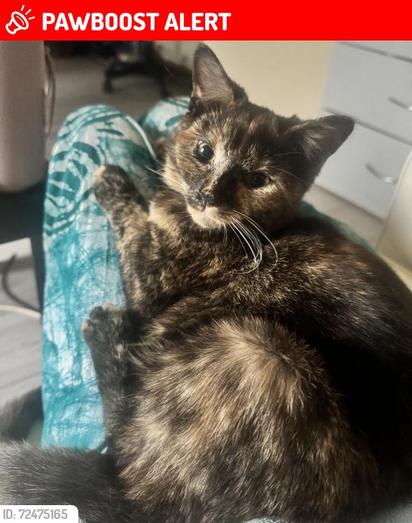 Greater London, England Lost Female Cat, Keiko Is Missing | PawBoost