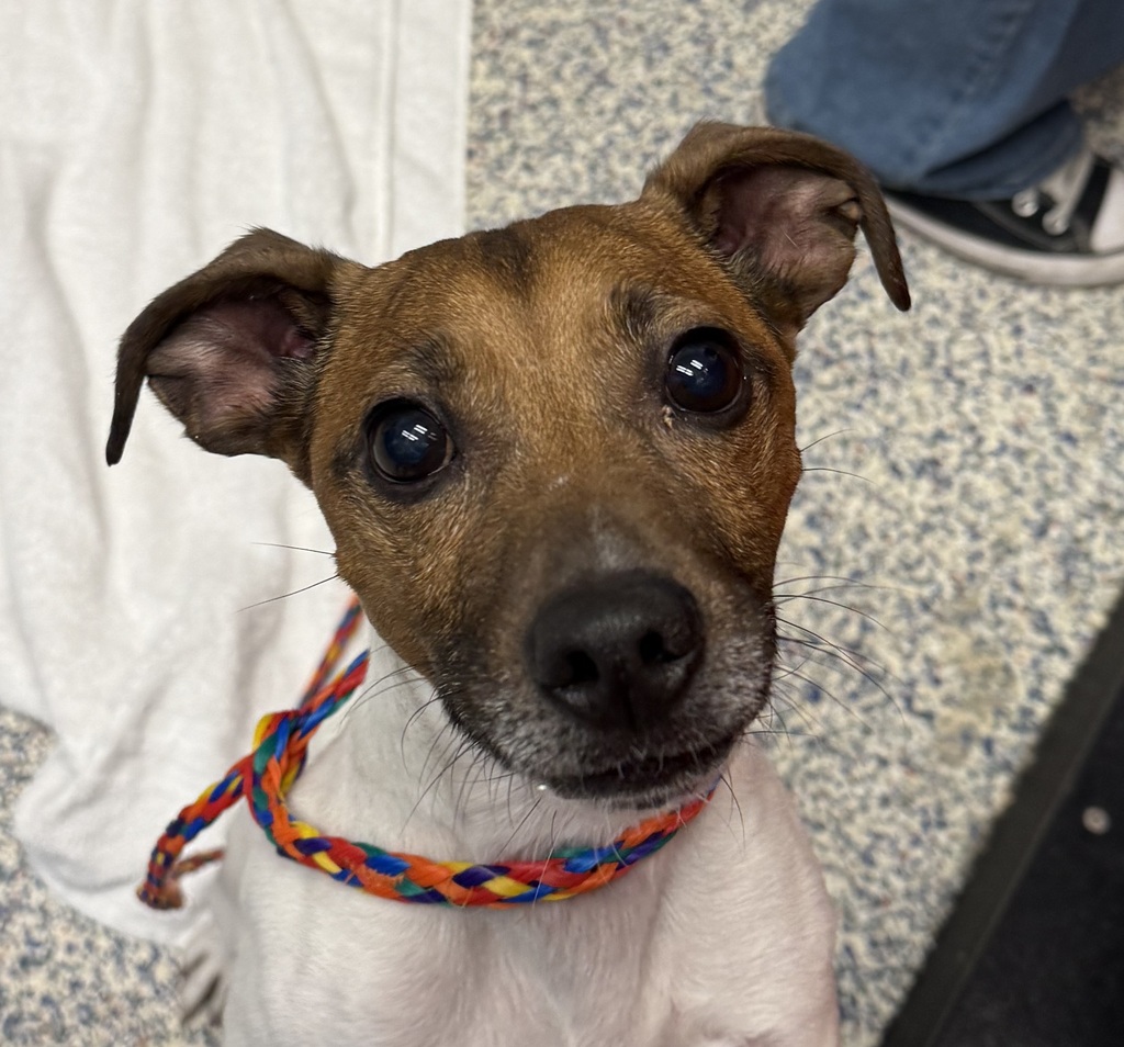 Golden, CO Lost Male Dog, sb_319940 Is Missing | PawBoost