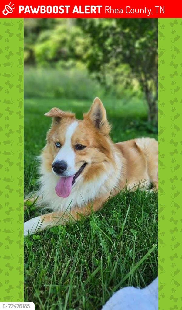 Rhea County, TN Lost Male Dog, Rocky Is Missing | PawBoost