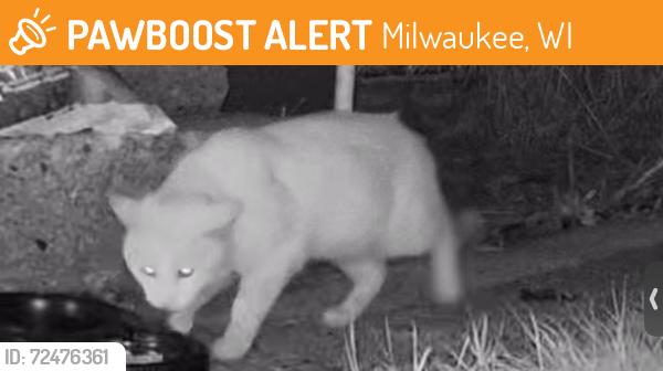 Milwaukee, WI Stray Cat Found Near 27th and Oklahoma | PawBoost
