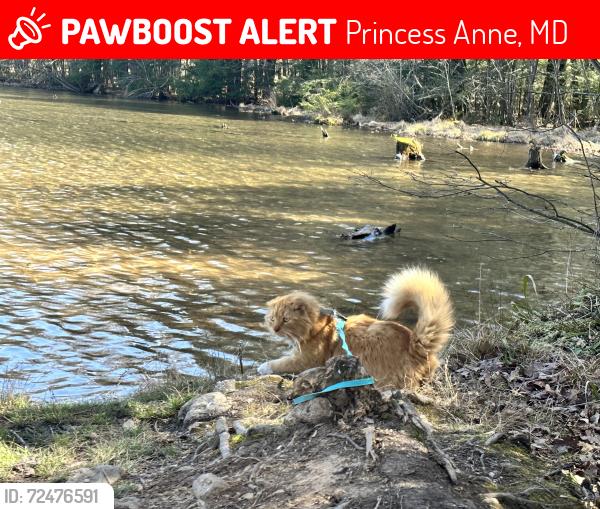Princess Anne, MD Lost Male Cat, Gritty Is Missing | PawBoost