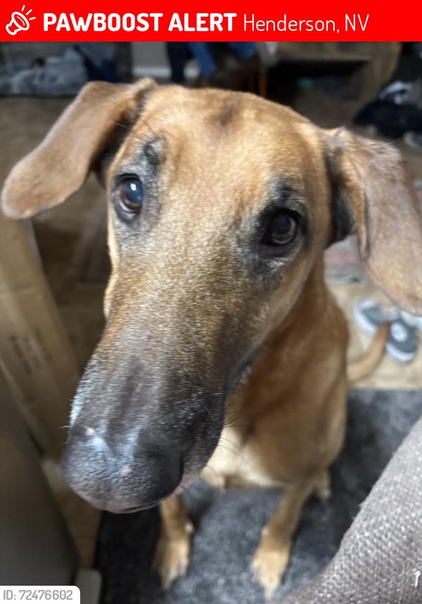 Henderson, NV Lost Male Dog, Leo Is Missing | PawBoost