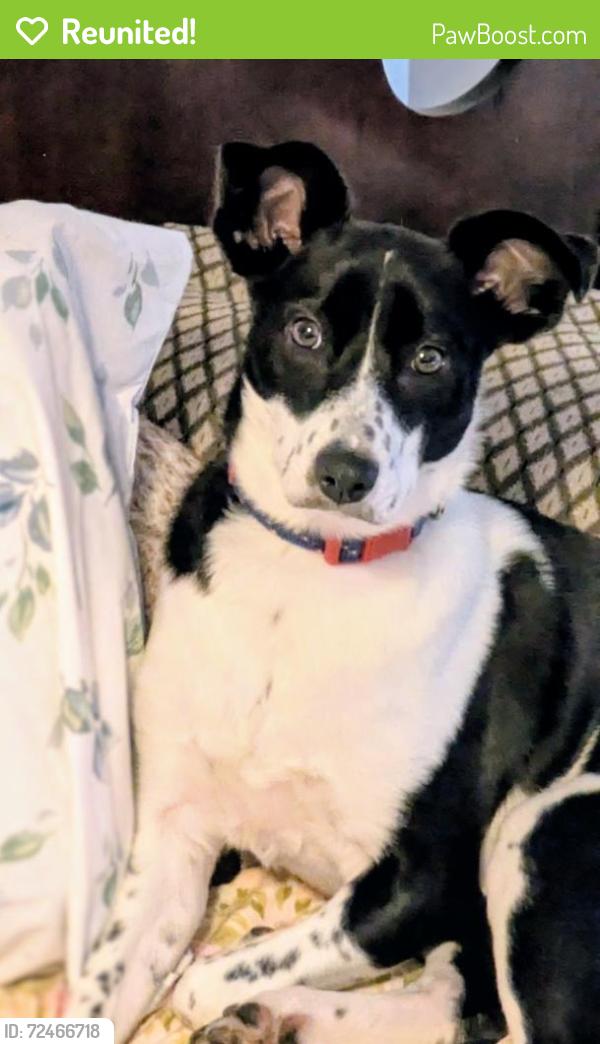 Reunited Male Dog in Pittsburgh, PA 15214 (ID: 72466718) | PawBoost