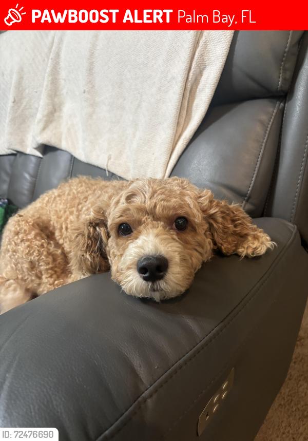 Palm Bay, FL Lost Male Dog, Archie Is Missing | PawBoost