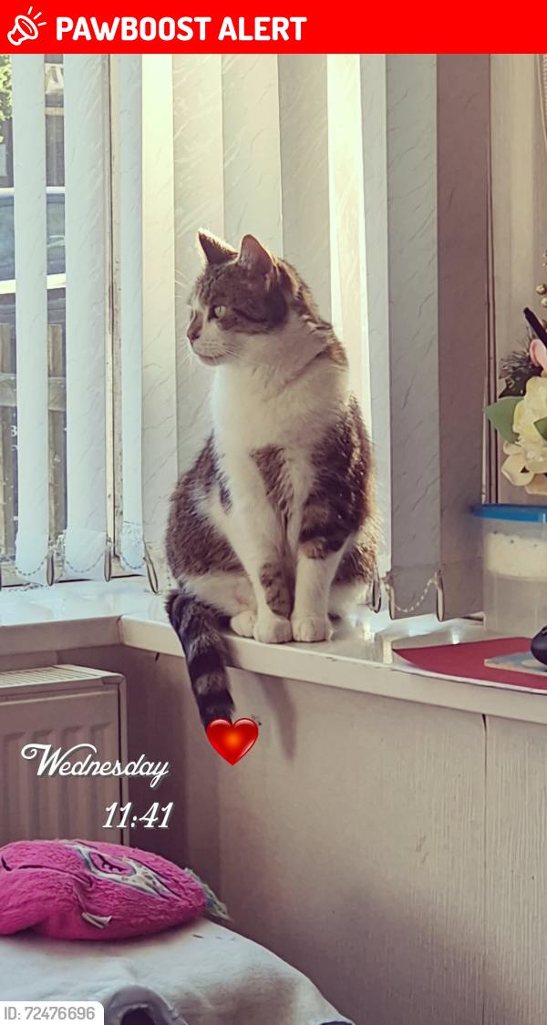 West Yorkshire, England Lost Male Cat, Tom Hussain Is Missing | PawBoost