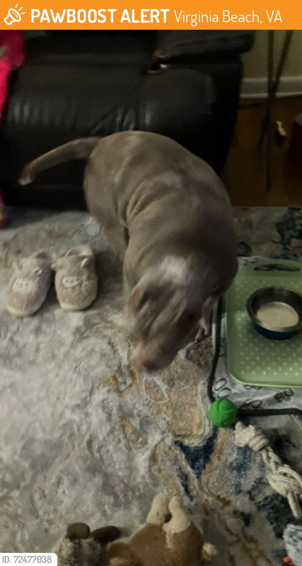 Virginia Beach, VA Stray Female Dog Found Near Hunting Hill ln | PawBoost