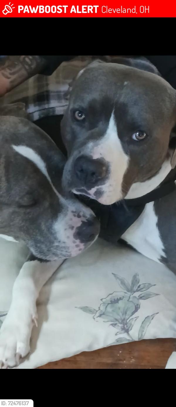 Cleveland, OH Lost Male Dog, SARGE & ZEUS Is Missing | PawBoost